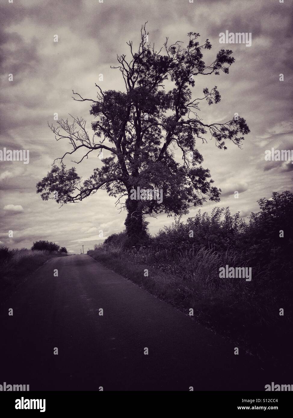 Tree lane hi-res stock photography and images - Alamy