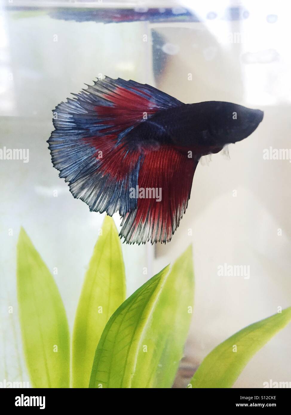 Halfmoon Betta Fish High Resolution Stock Photography and Images - Alamy
