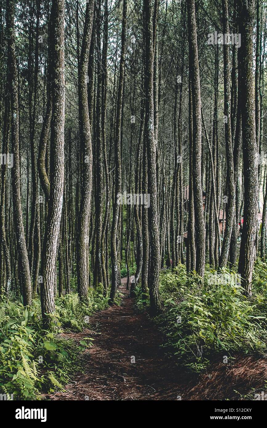 Pine forest bandung indonesia hi-res stock photography and images - Alamy