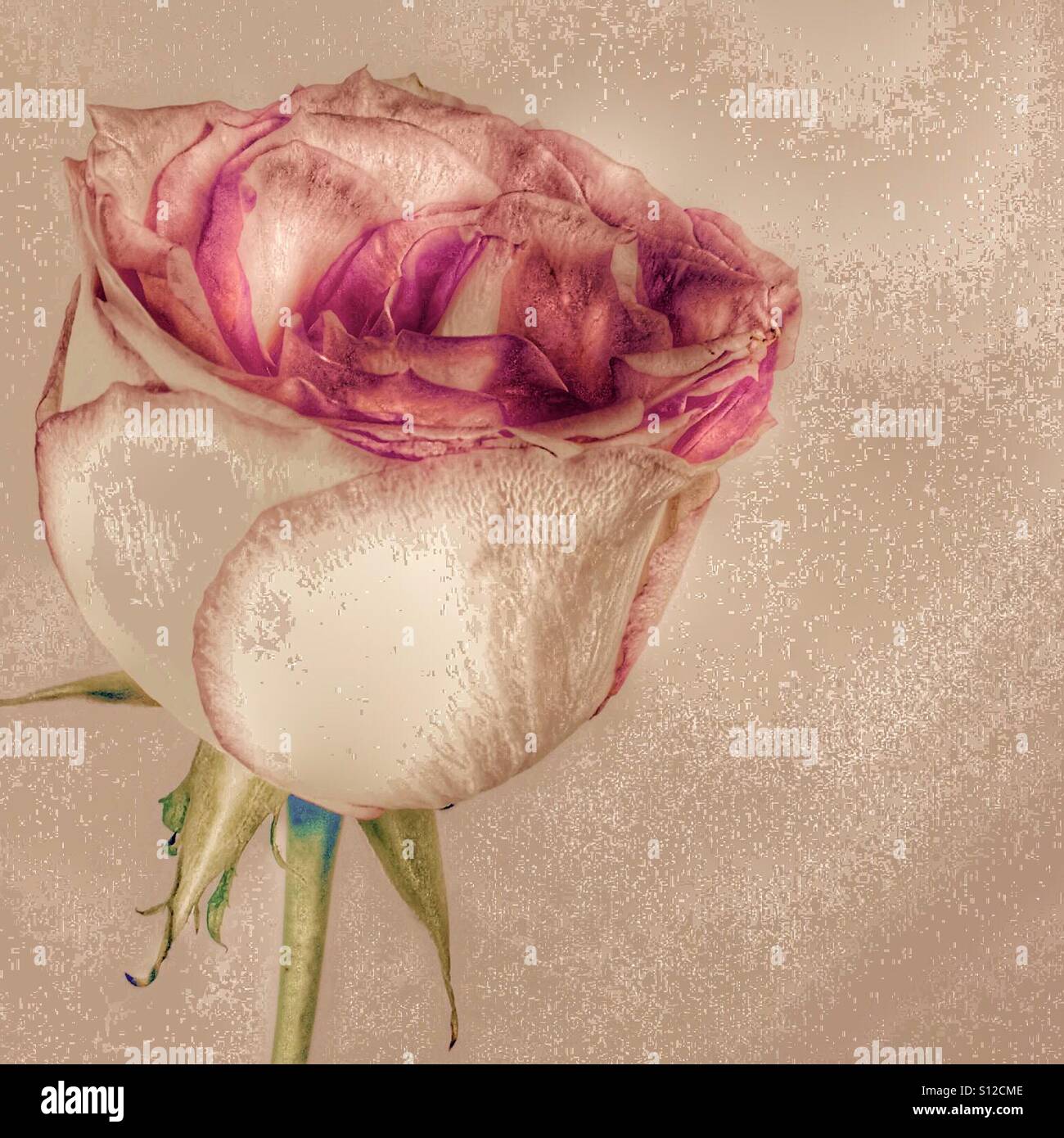 Peach colored single rose hi-res stock photography and images - Alamy