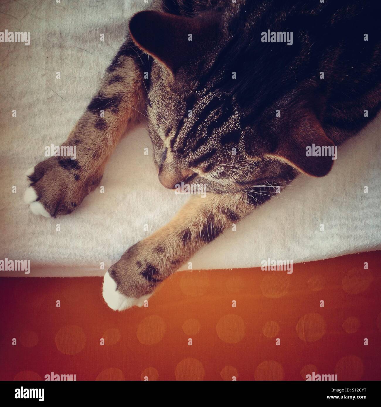 Sleeping tabby cat Stock Photo - Alamy