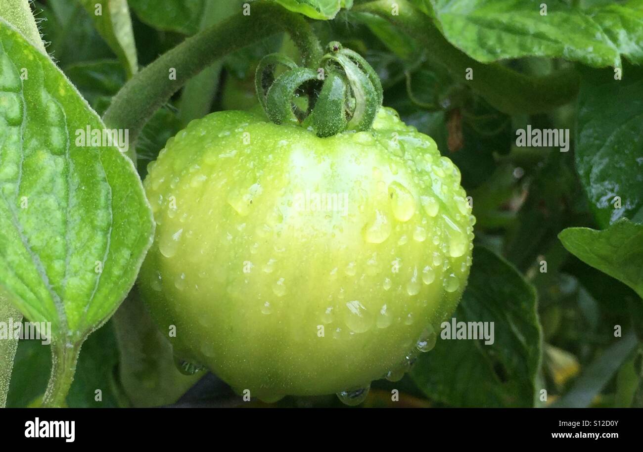 Green tomato with rain drops Stock Photo - Alamy