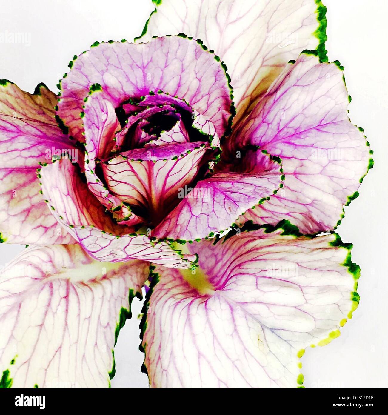 Colorful Kale flower Stock Photo - Alamy