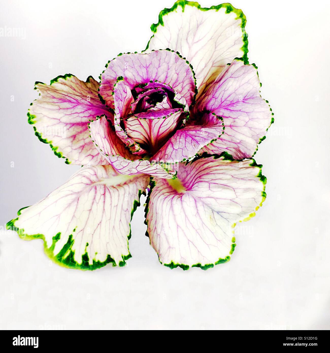 Colorful Kale flower Stock Photo - Alamy