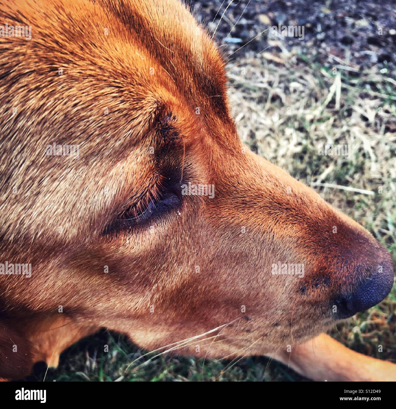 Red fox Labrador Stock Photo - Alamy