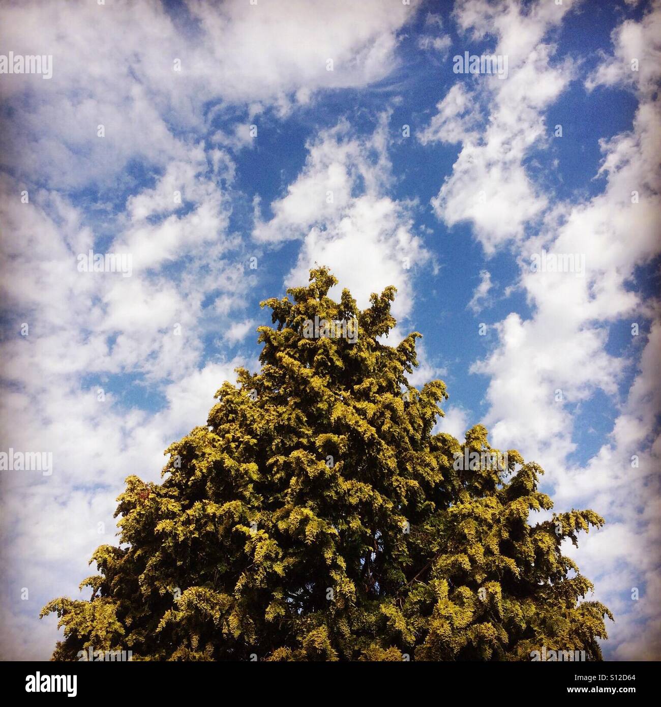 Evergreen tree and wispy clouds, Seattle Stock Photo - Alamy