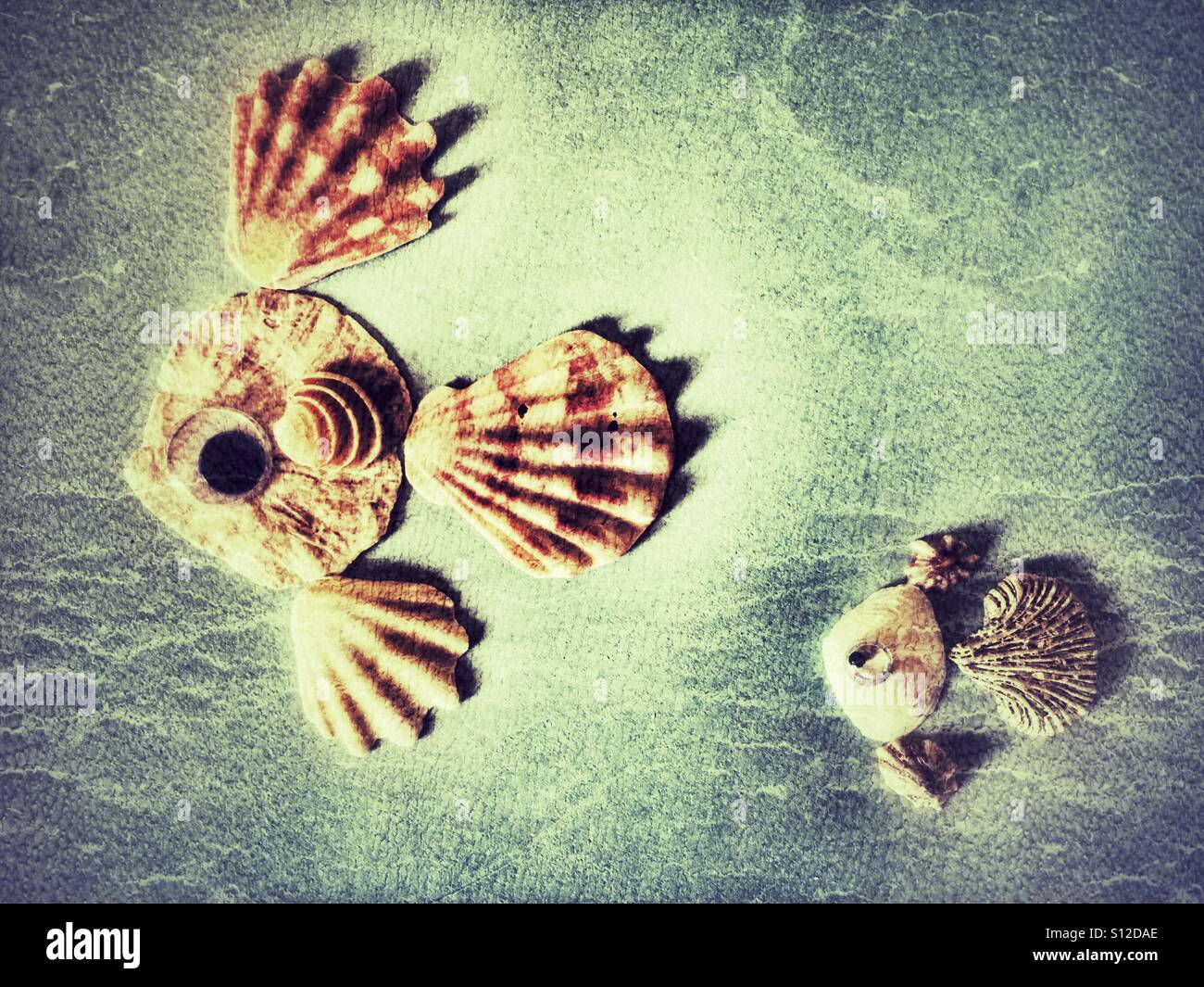 Seashell craft hi-res stock photography and images - Alamy