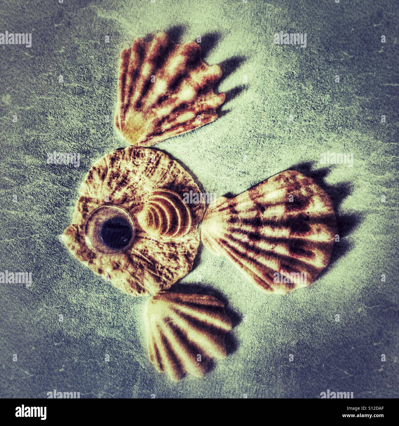 Molluscs and fish hi-res stock photography and images - Alamy
