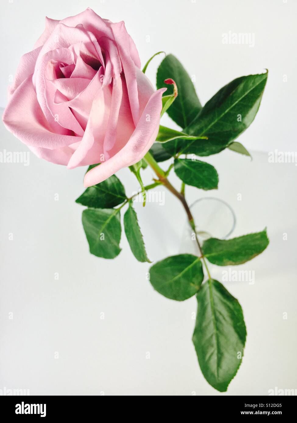 Single pink rose with leaves Stock Photo - Alamy