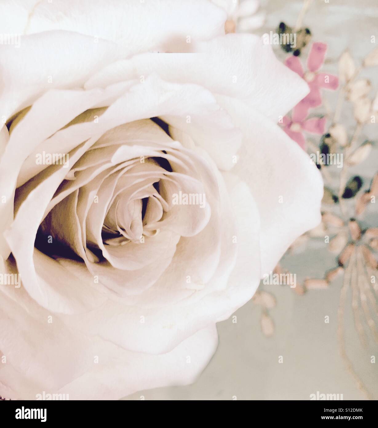 Romantic rose hi-res stock photography and images - Alamy