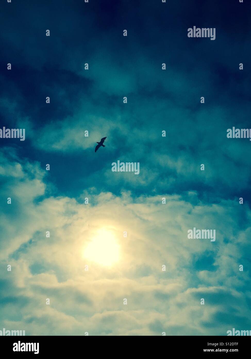 Bird flying into sun hi-res stock photography and images - Alamy