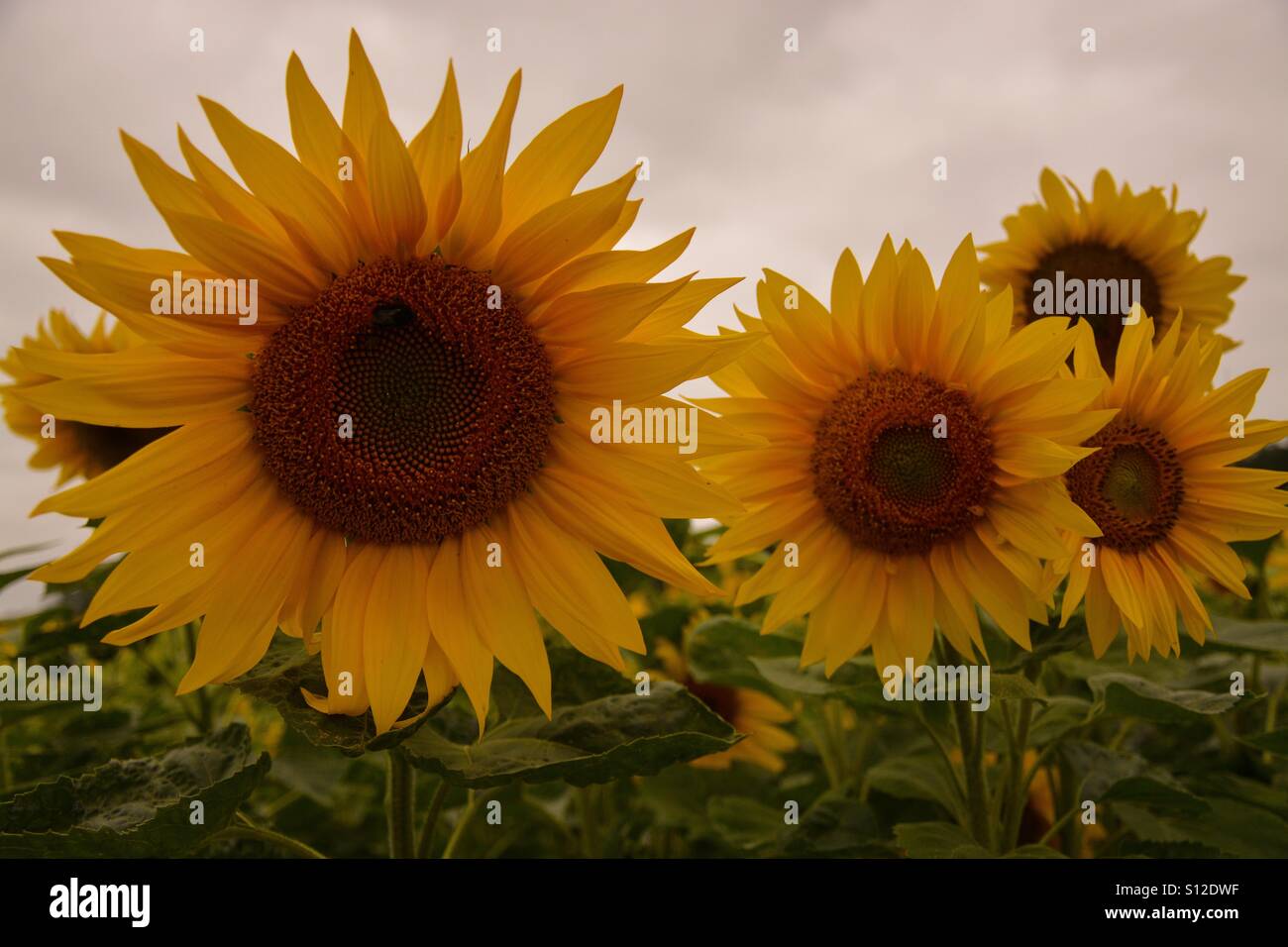 Sunflowers with nature hi-res stock photography and images - Alamy