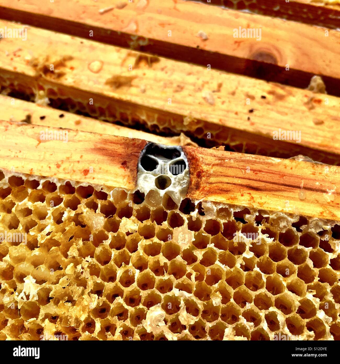 Face of an alien hi-res stock photography and images - Alamy