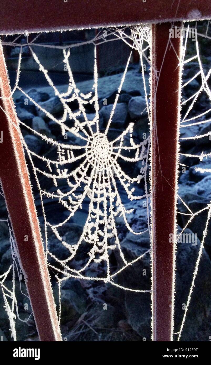 Frosted spider web hi-res stock photography and images - Alamy