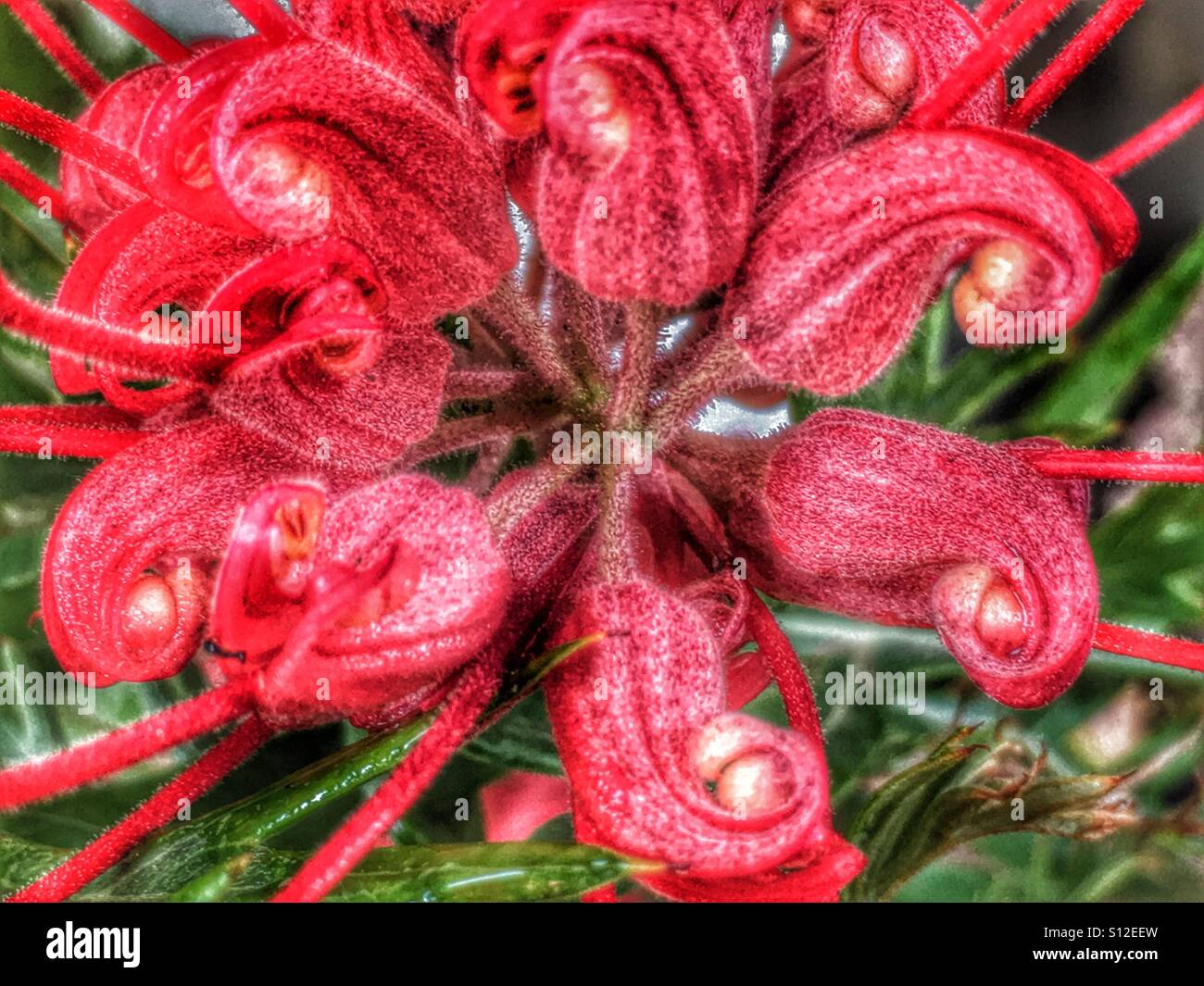 Grevillea 'Robyn Gordon' Stock Photo - Alamy