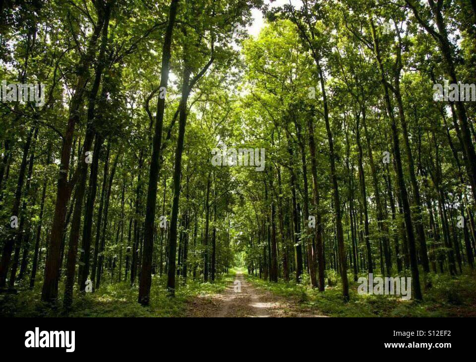 Chittagong forest hi-res stock photography and images - Alamy