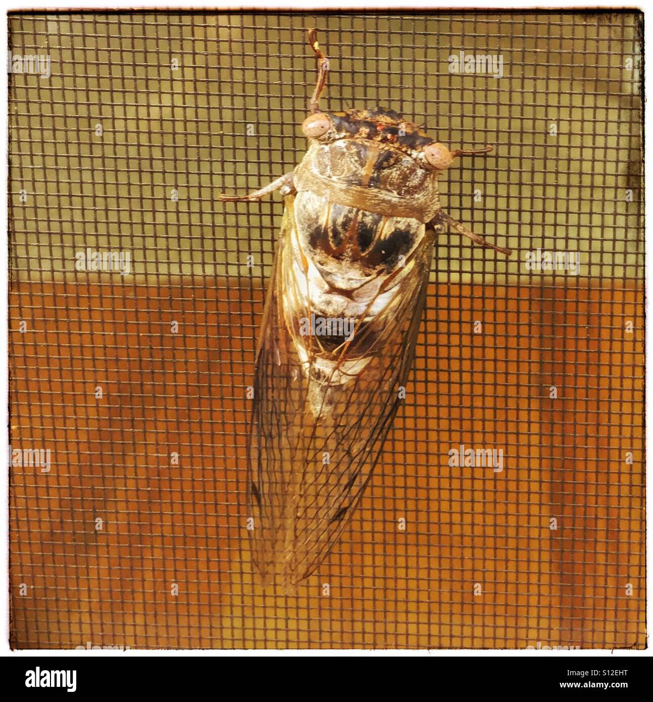 Big Cicada High Resolution Stock Photography and Images - Alamy