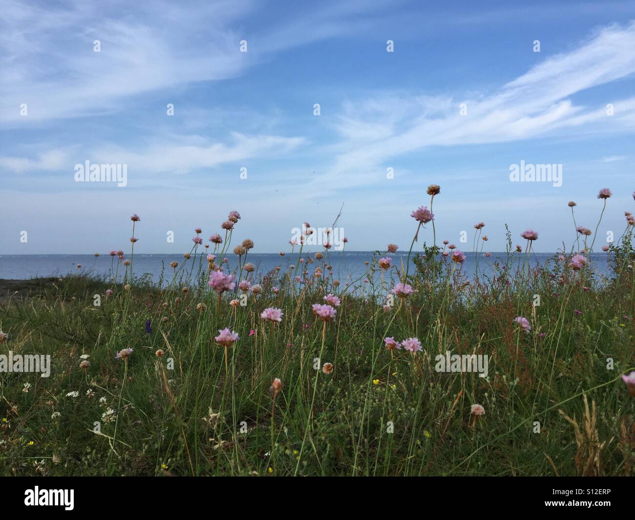 Flowers and sea Stock Photo - Alamy