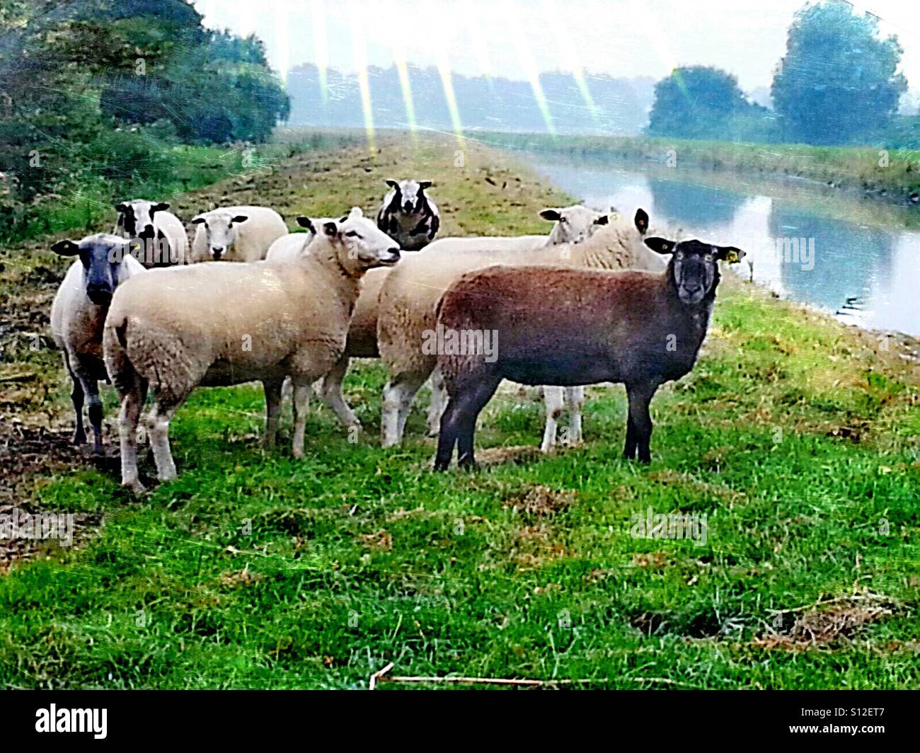 ...sheep in nature Stock Photo - Alamy