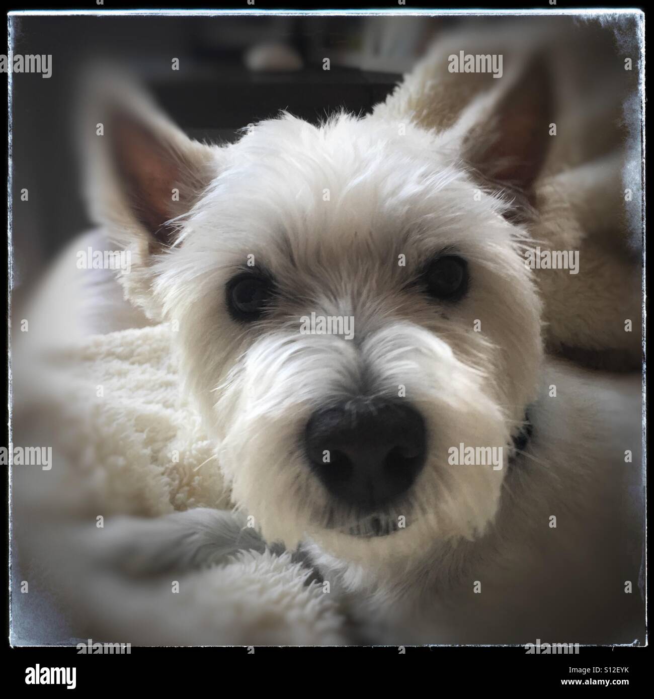 Sparty hi-res stock photography and images - Alamy