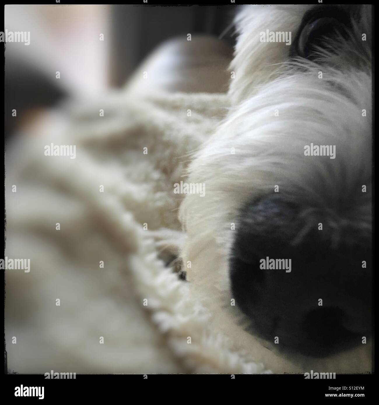 Sparty hi-res stock photography and images - Alamy