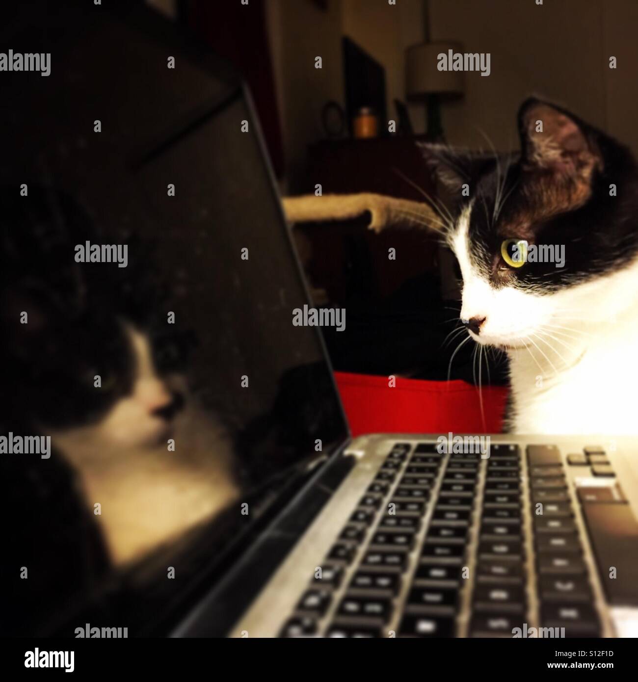 Cat staring at his reflection in a laptop monitor Stock Photo - Alamy