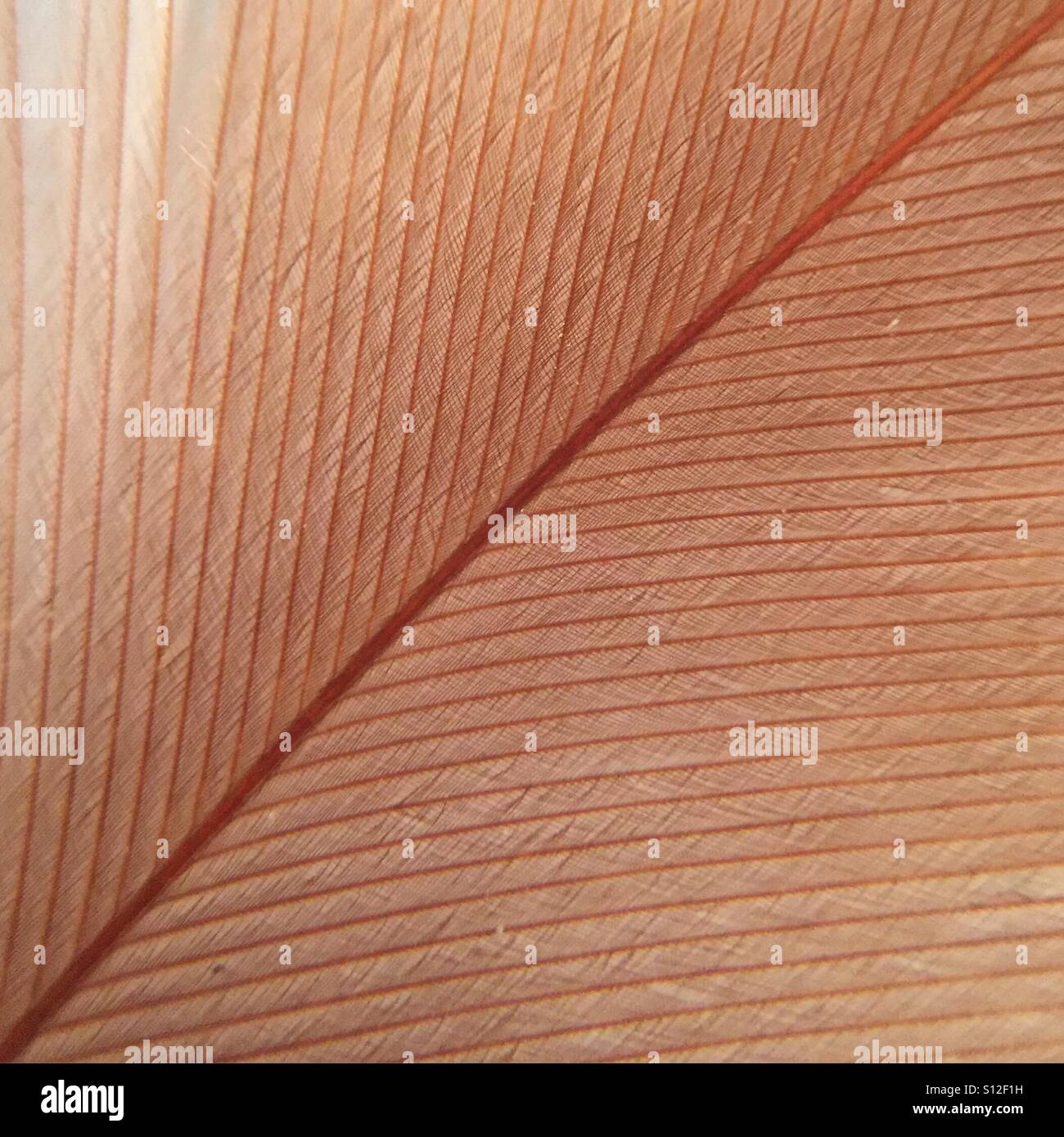 Macro photo of a chicken feather Stock Photo - Alamy