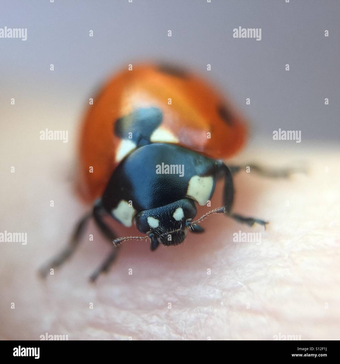 Macro photo of a ladybird / ladybug Stock Photo - Alamy