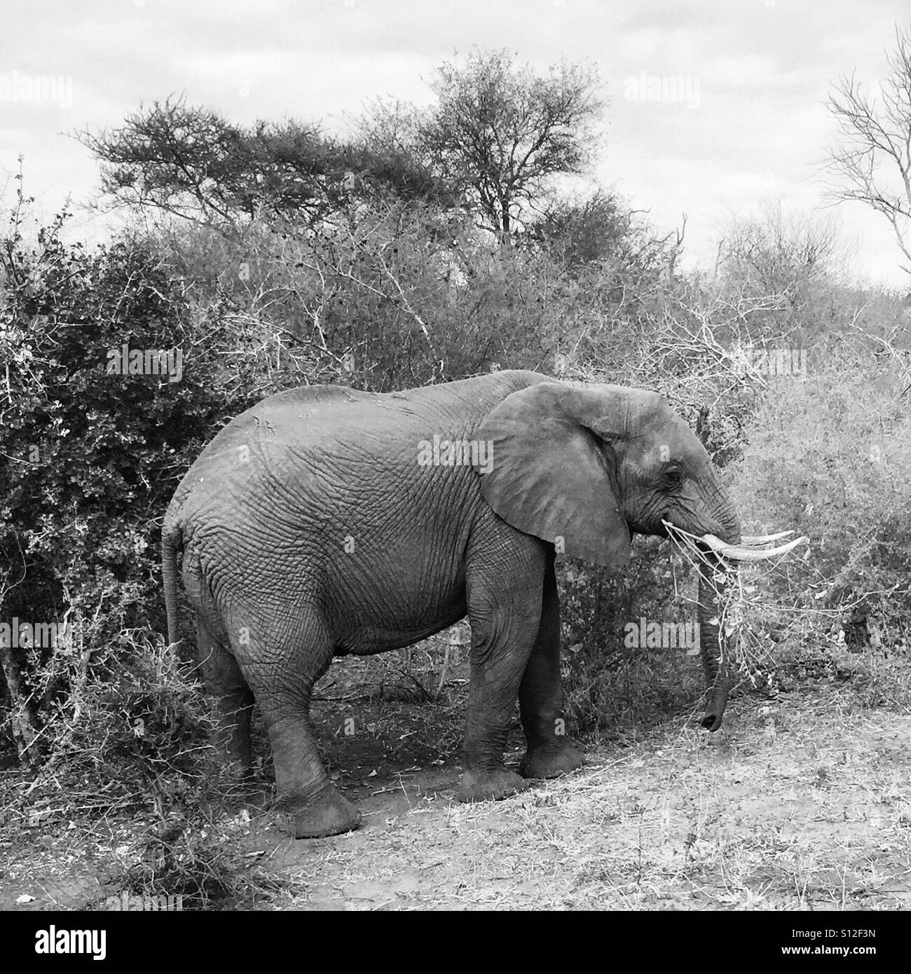Elephants on safari hi-res stock photography and images - Alamy