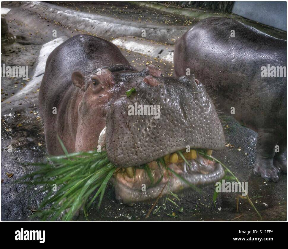 Hippo feeding hi-res stock photography and images - Alamy