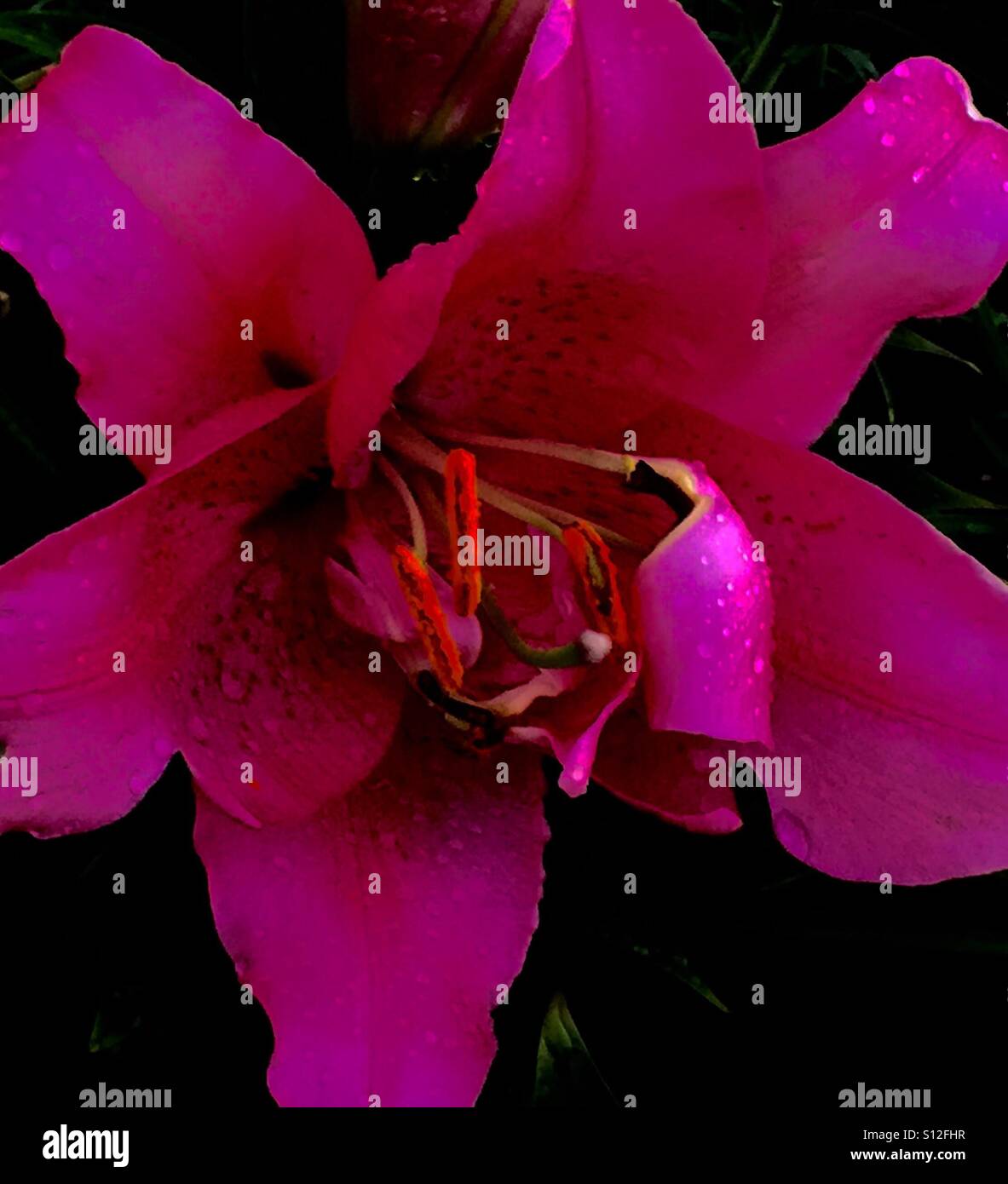 Night lily hi-res stock photography and images - Alamy