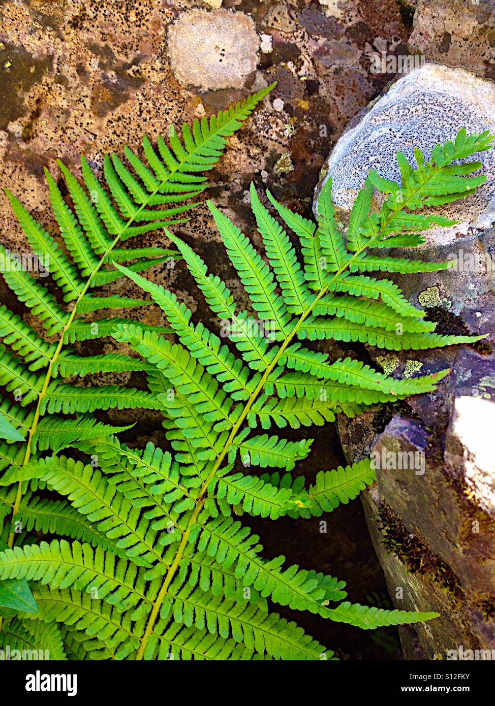 Two fern leaves hi-res stock photography and images - Alamy