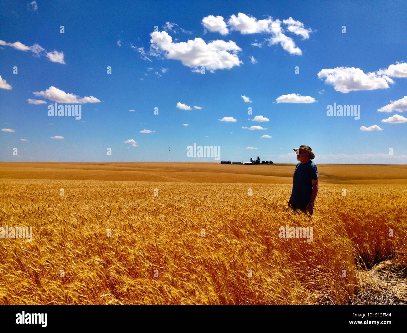 Man standing in wheat field Stock Photo - Alamy