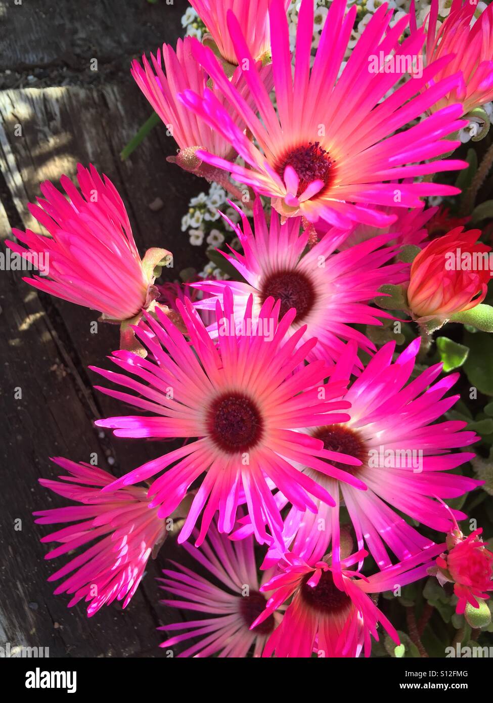 Bright cheerful flower hi-res stock photography and images - Alamy