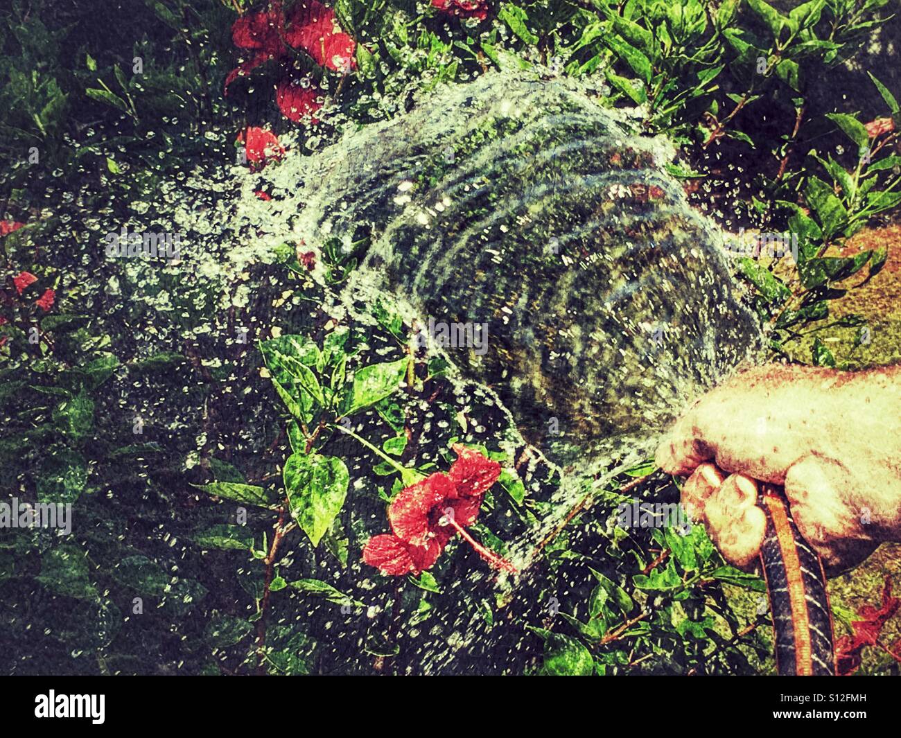 Hose pipe garden hi-res stock photography and images - Alamy