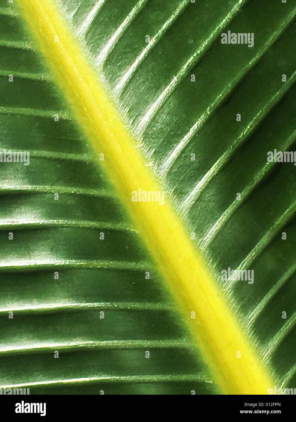 Palm Spine High Resolution Stock Photography and Images - Alamy