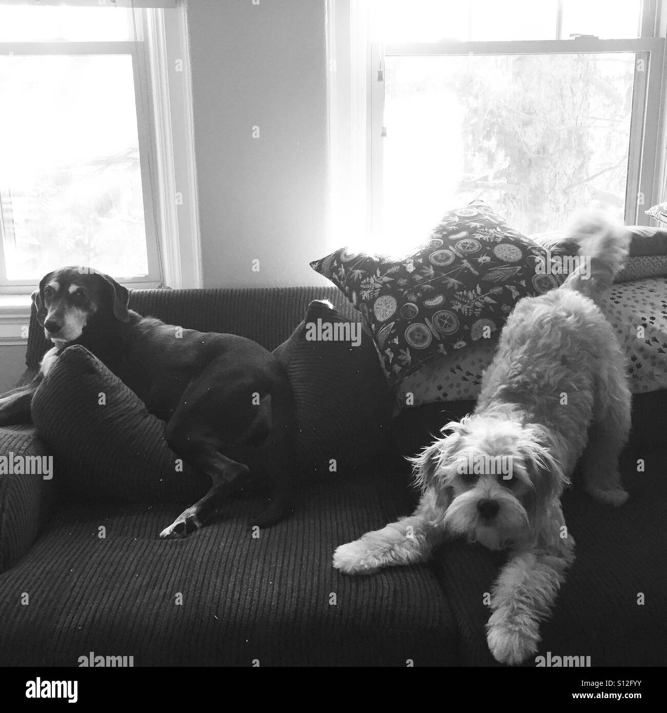 Dog Days Of Summer Stock Photos & Dog Days Of Summer Stock Images - Alamy