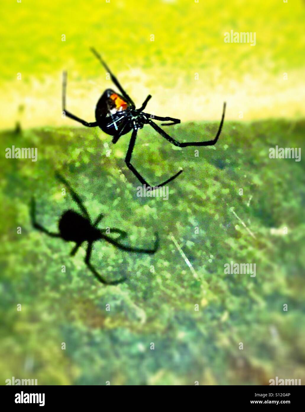 Black Widow Venom High Resolution Stock Photography and Images - Alamy