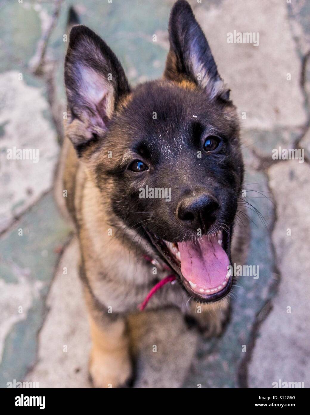 Sadie dog hi-res stock photography and images - Alamy