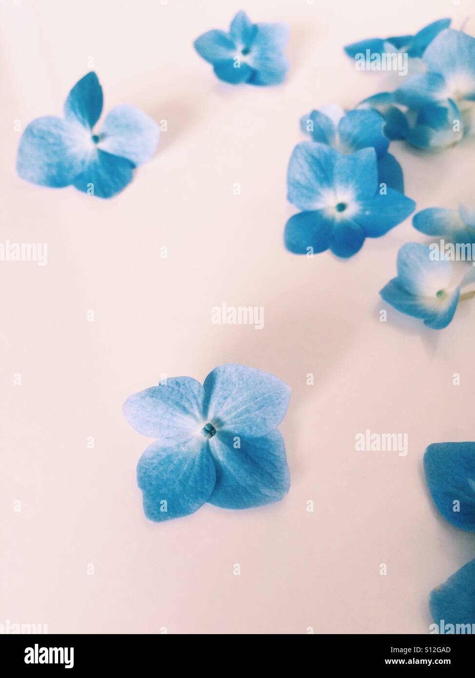 Individual blue hydrangea flowers Stock Photo - Alamy