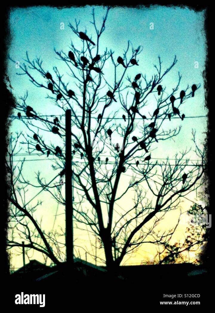 Birds in Tree Stock Photo - Alamy