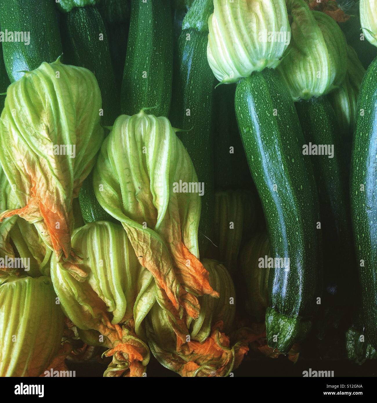 Courgettes allotment hi-res stock photography and images - Alamy