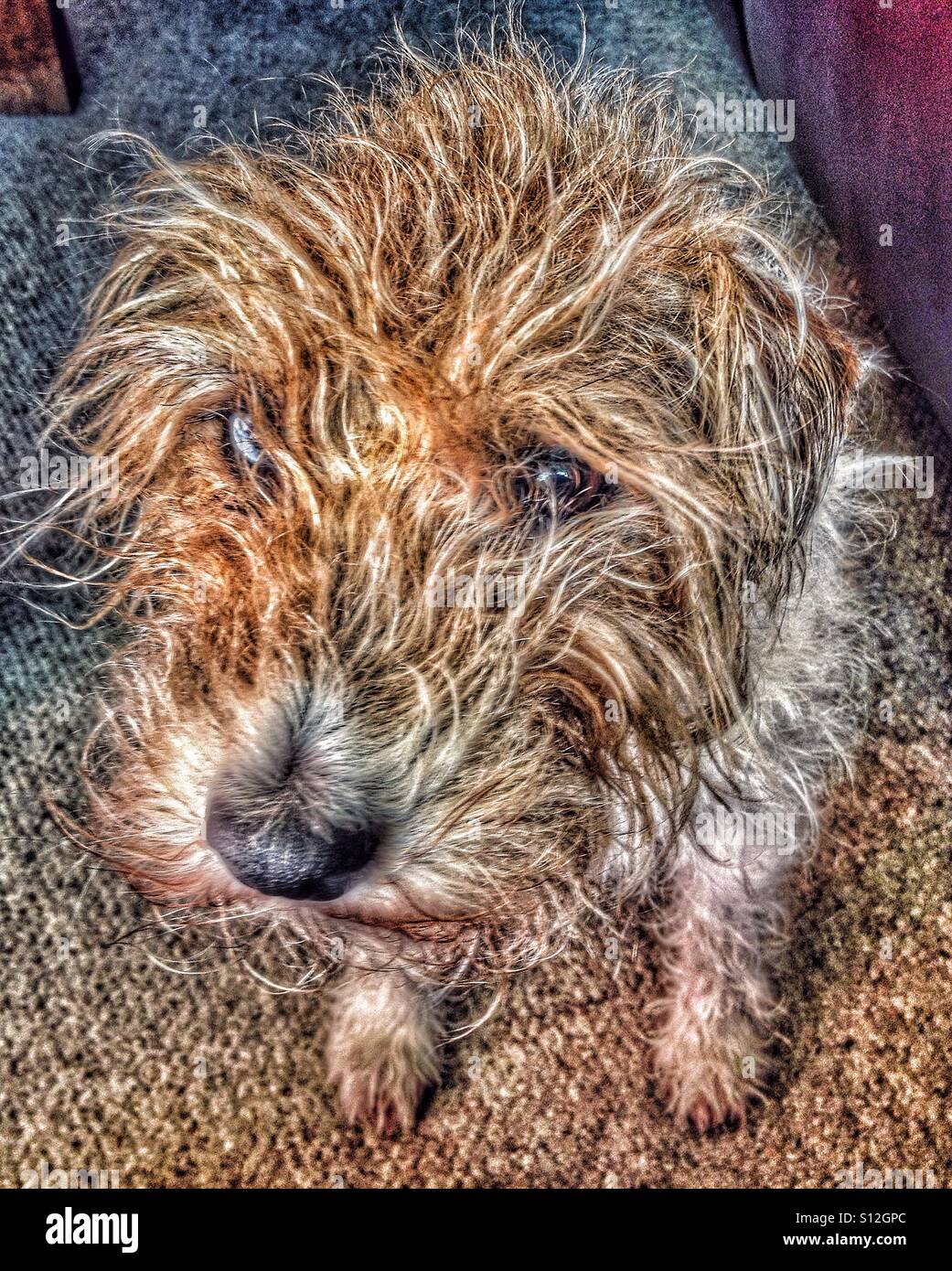 Scruffy dog sitting hi-res stock photography and images - Alamy