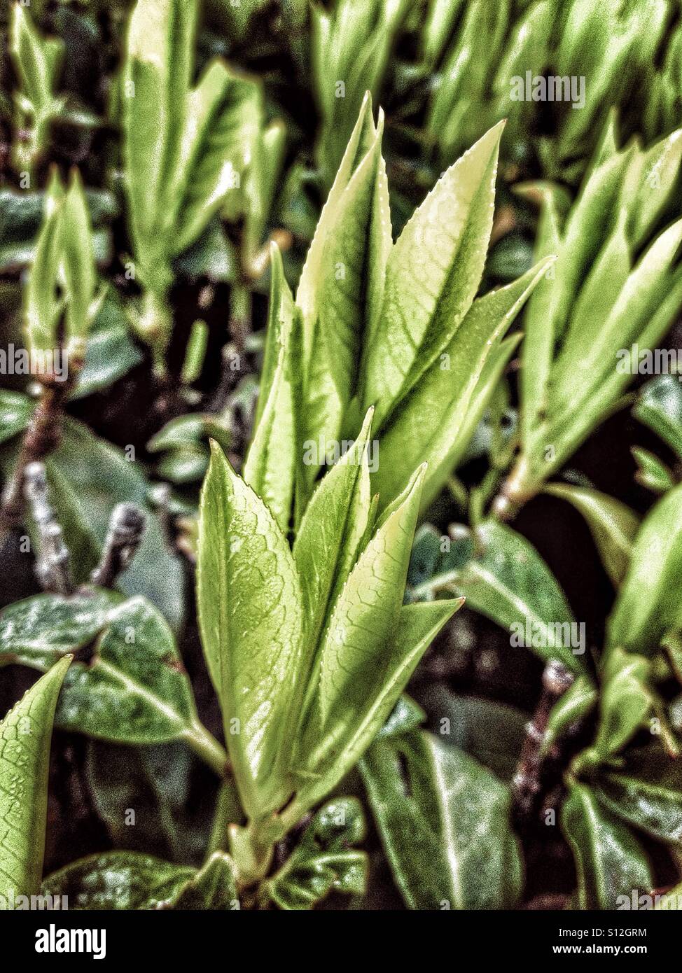 Sprouting leaves hi-res stock photography and images - Alamy