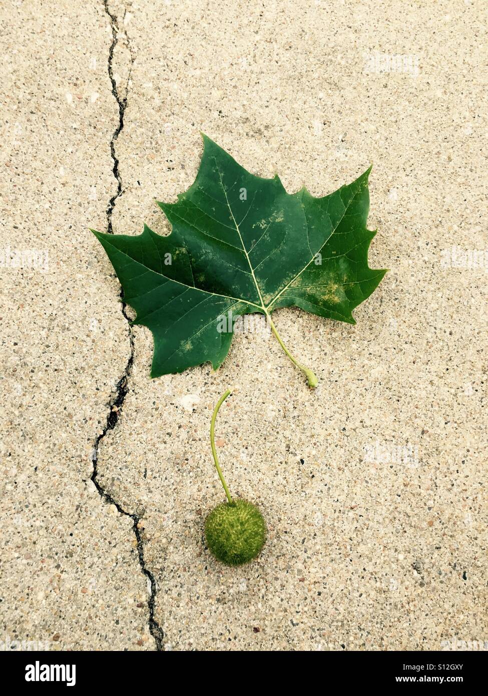 Sycamore tree seeds hi-res stock photography and images - Alamy