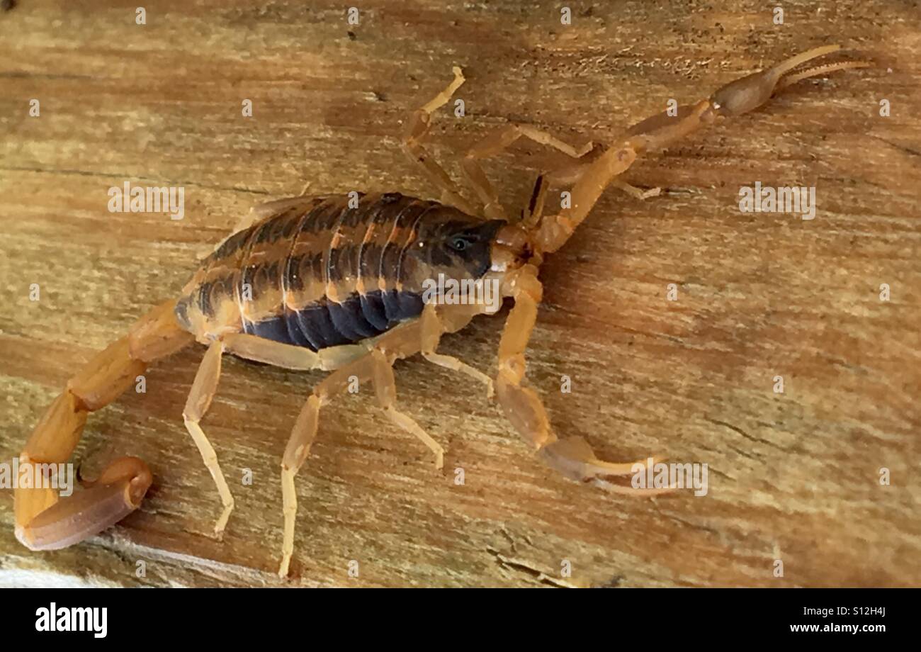 Bark scorpion hi-res stock photography and images - Alamy