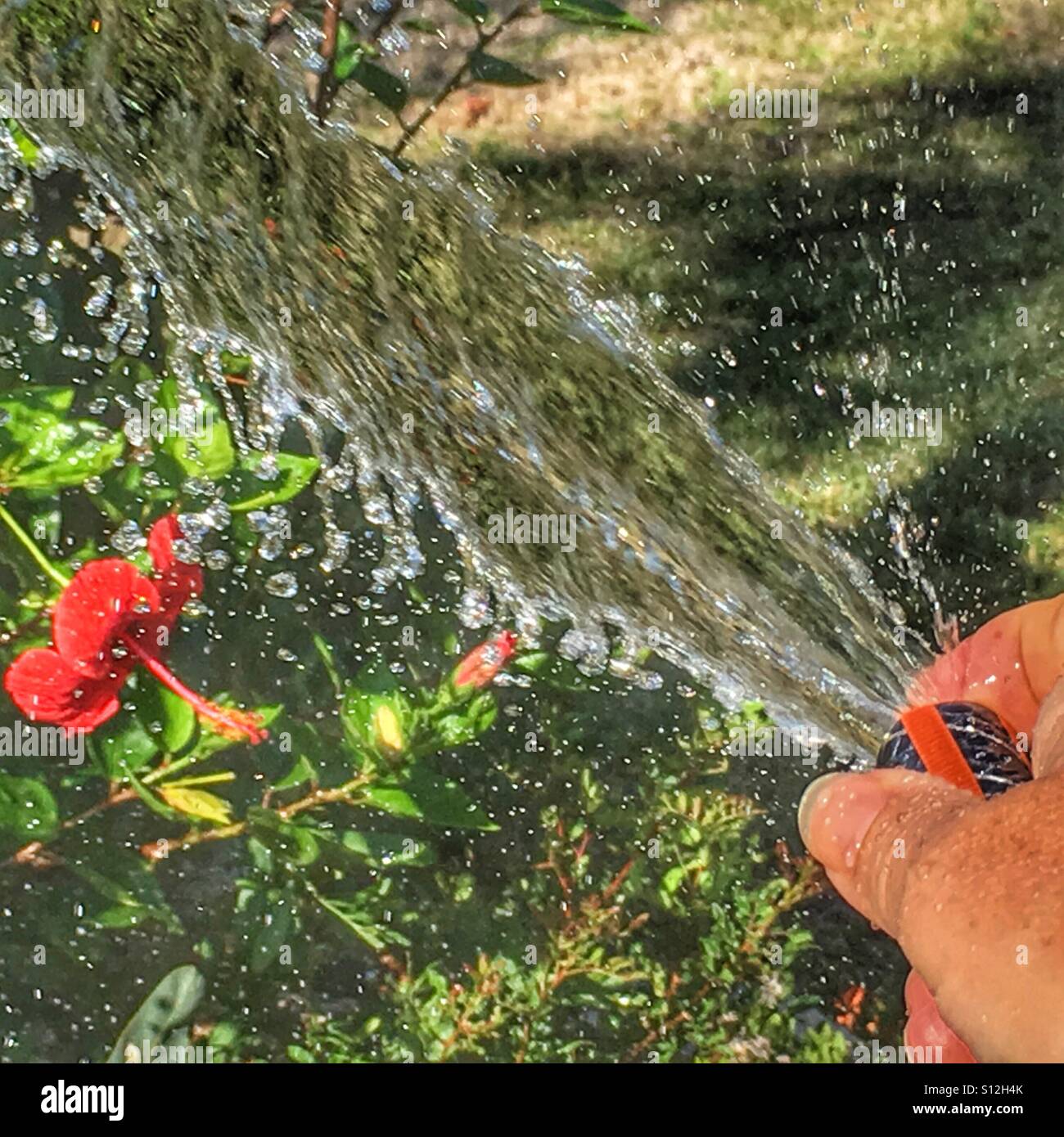 Woman hand watering flowers hi-res stock photography and images - Alamy