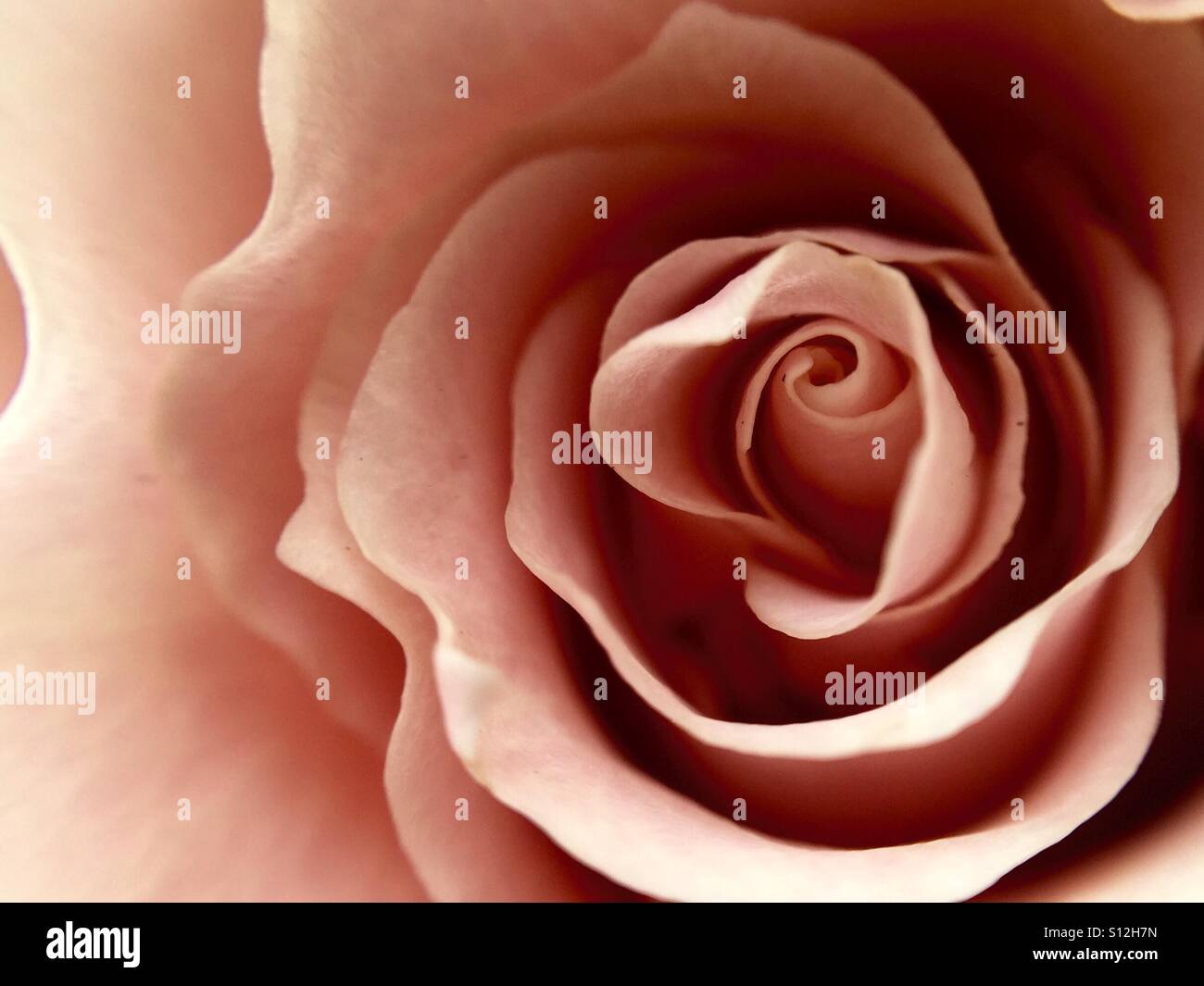 Light pink off-center rose filling the frame Stock Photo - Alamy