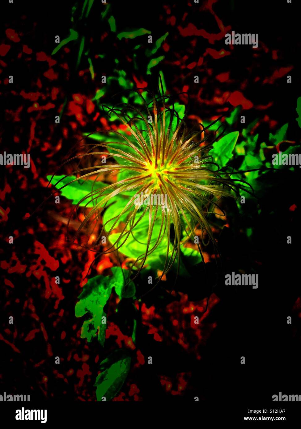 Western goats beard hi-res stock photography and images - Alamy
