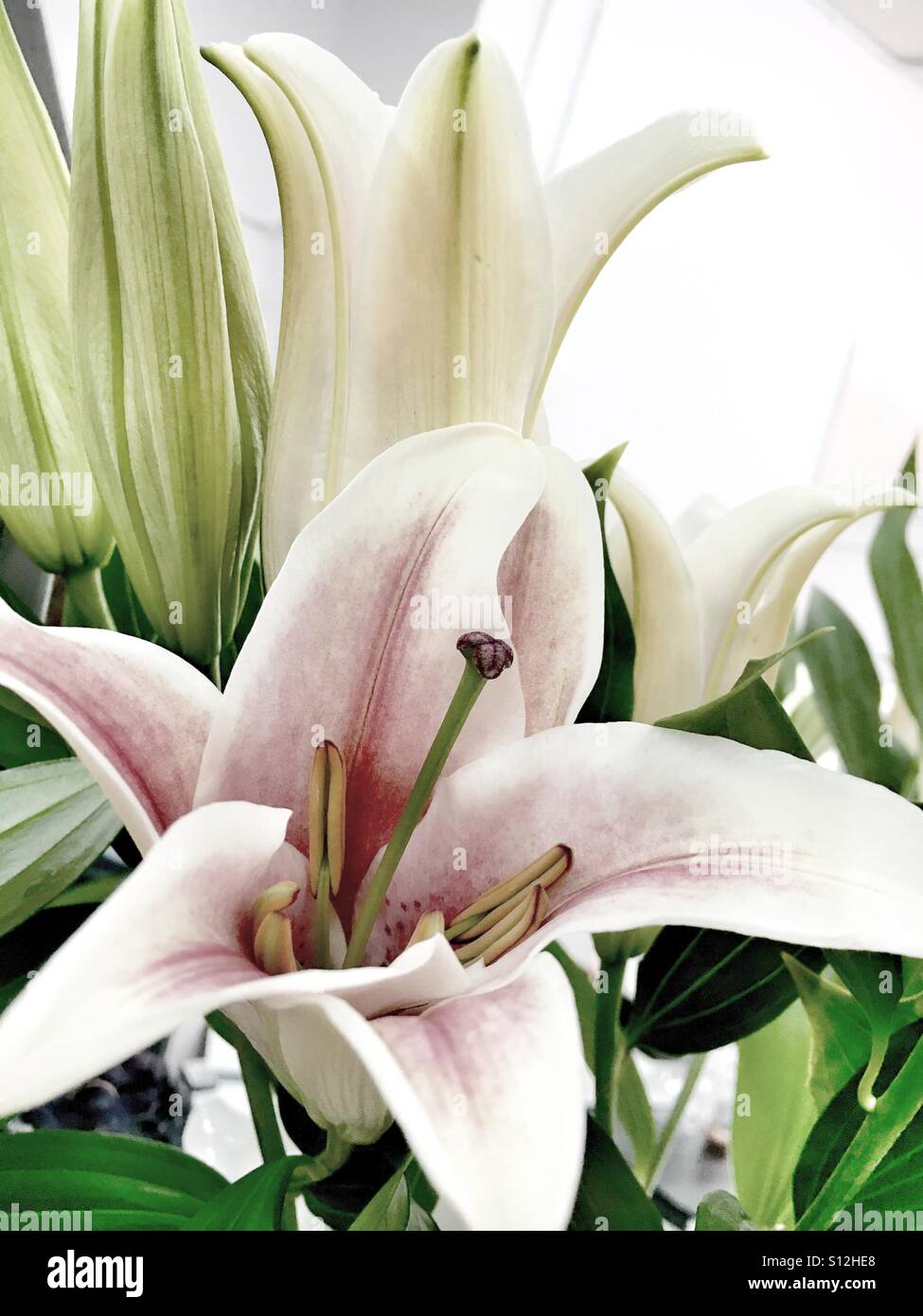 Beautiful lilies hi-res stock photography and images - Alamy